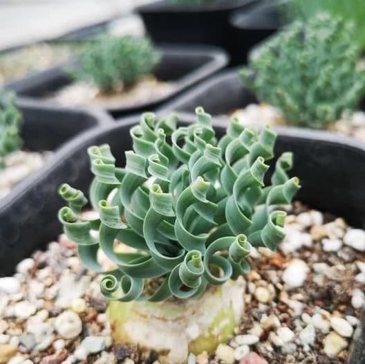 My Complete Conophytum Identification Guide