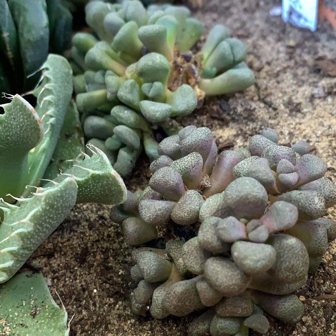 My Complete Conophytum Identification Guide