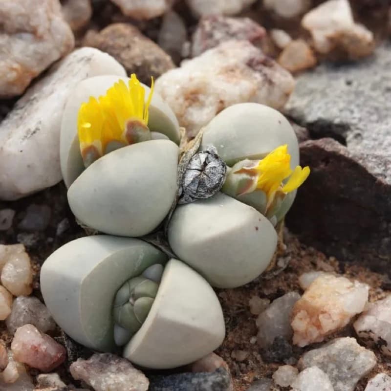 Sansevieria Trifasciata "Snake Plant"