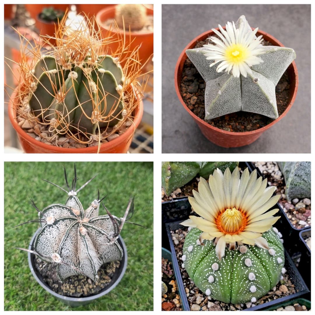 My Complete Conophytum Identification Guide