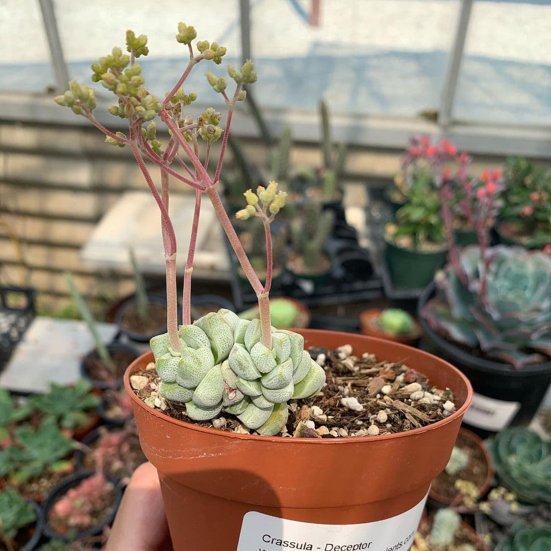 My Complete Conophytum Identification Guide