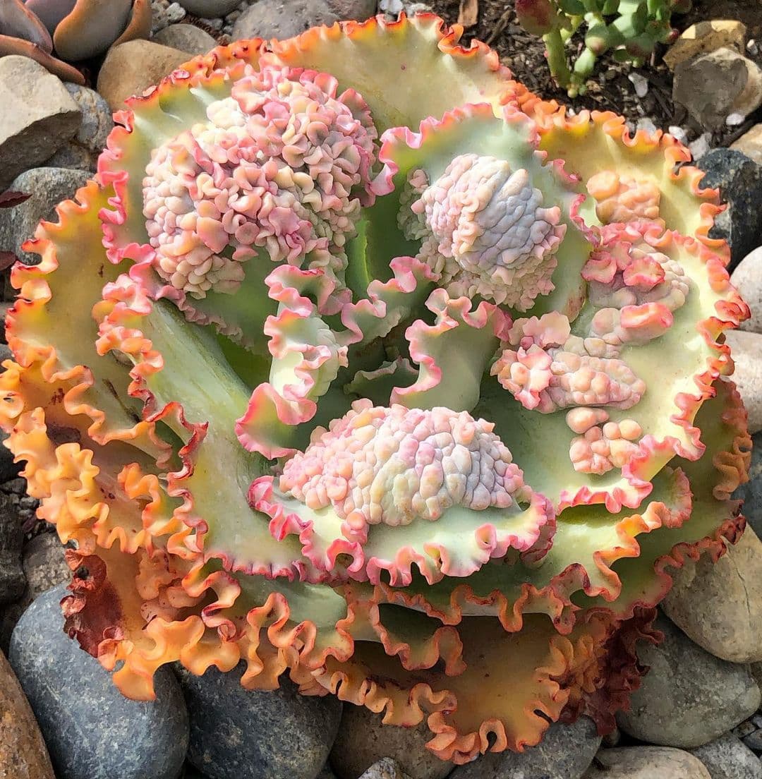 My Complete Conophytum Identification Guide