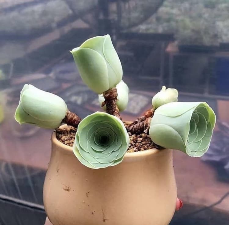 My Complete Conophytum Identification Guide