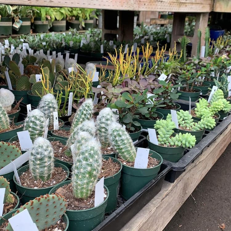 Best Low Light Succulents for Growing Indoor