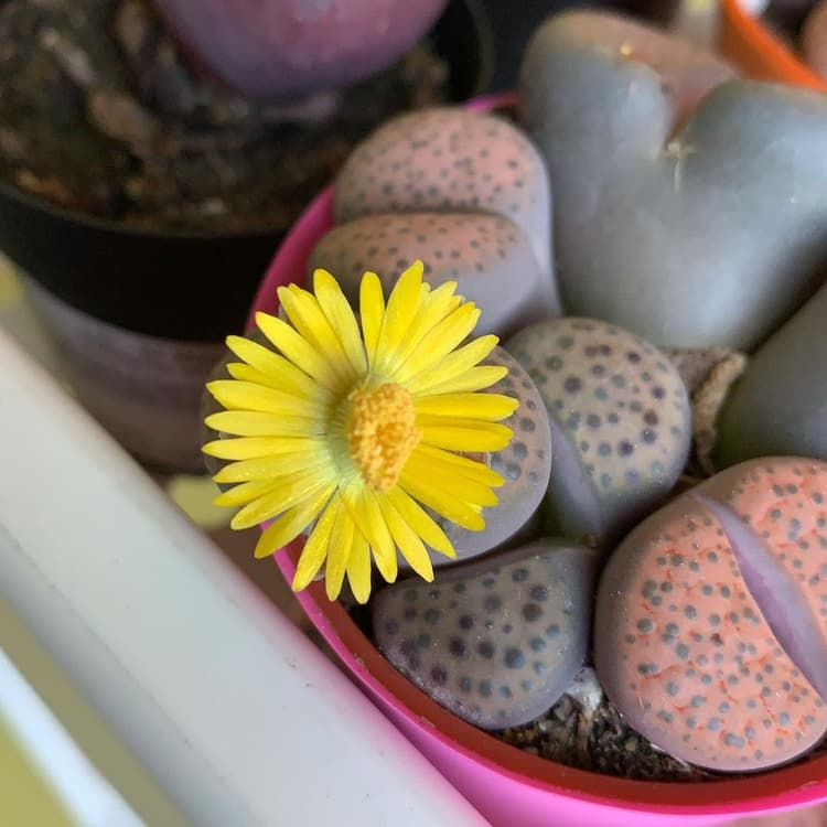 My Complete Conophytum Identification Guide