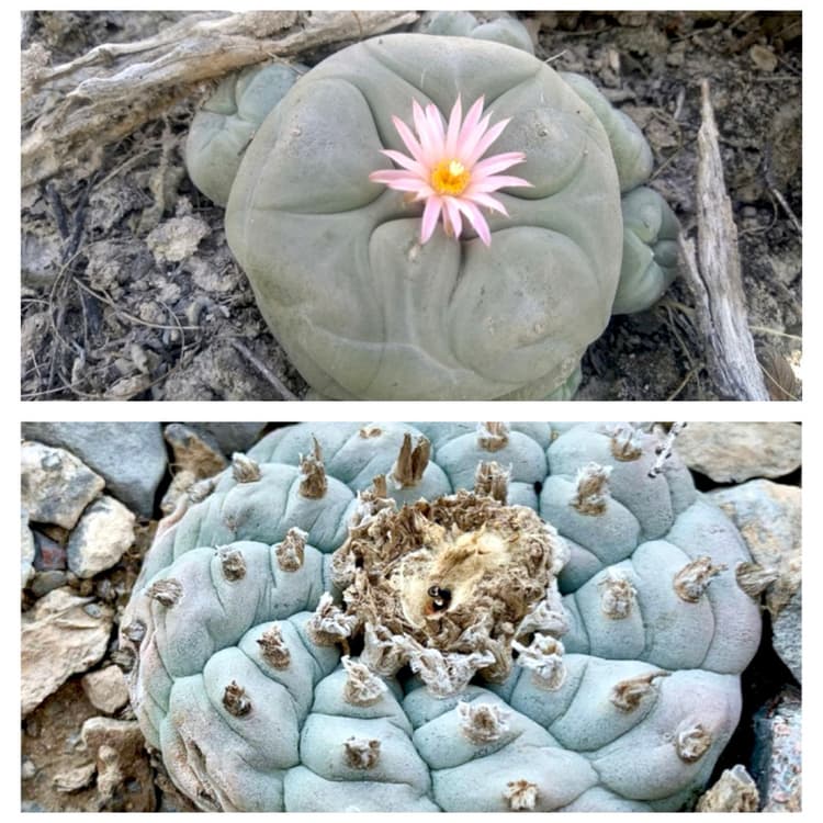 My Complete Conophytum Identification Guide