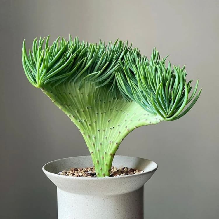 Plant Succulents - The Ultimate Guide to Growing Succulents