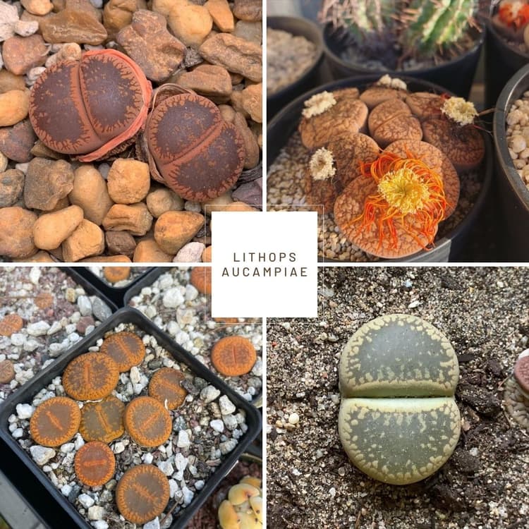 My Complete Conophytum Identification Guide - Plant Succulents