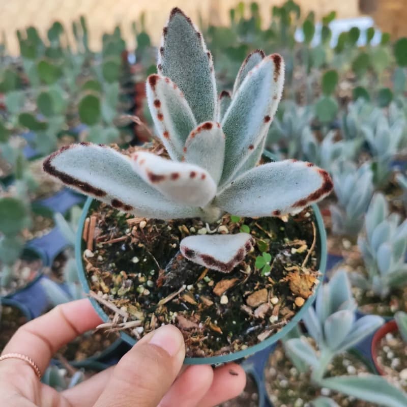 My Complete Conophytum Identification Guide