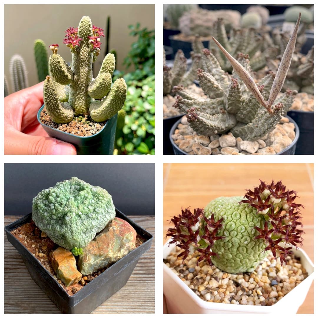 My Complete Lithops Identification Guide