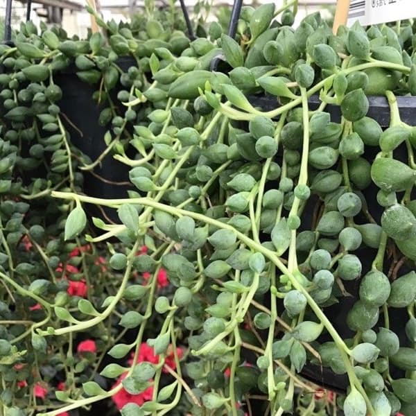 Orbea Variegata