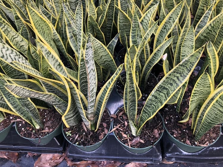 My Haworthia Identification Guide