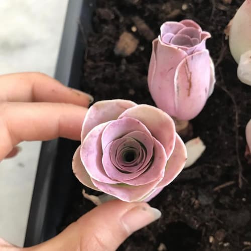 My Complete Conophytum Identification Guide