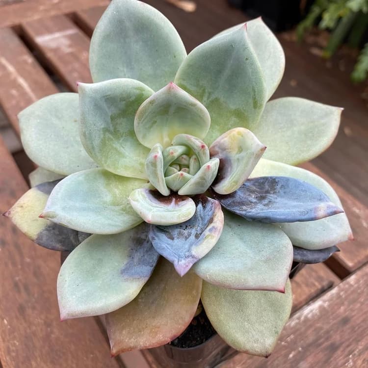 Plant Succulents - The Ultimate Guide to Growing Succulents