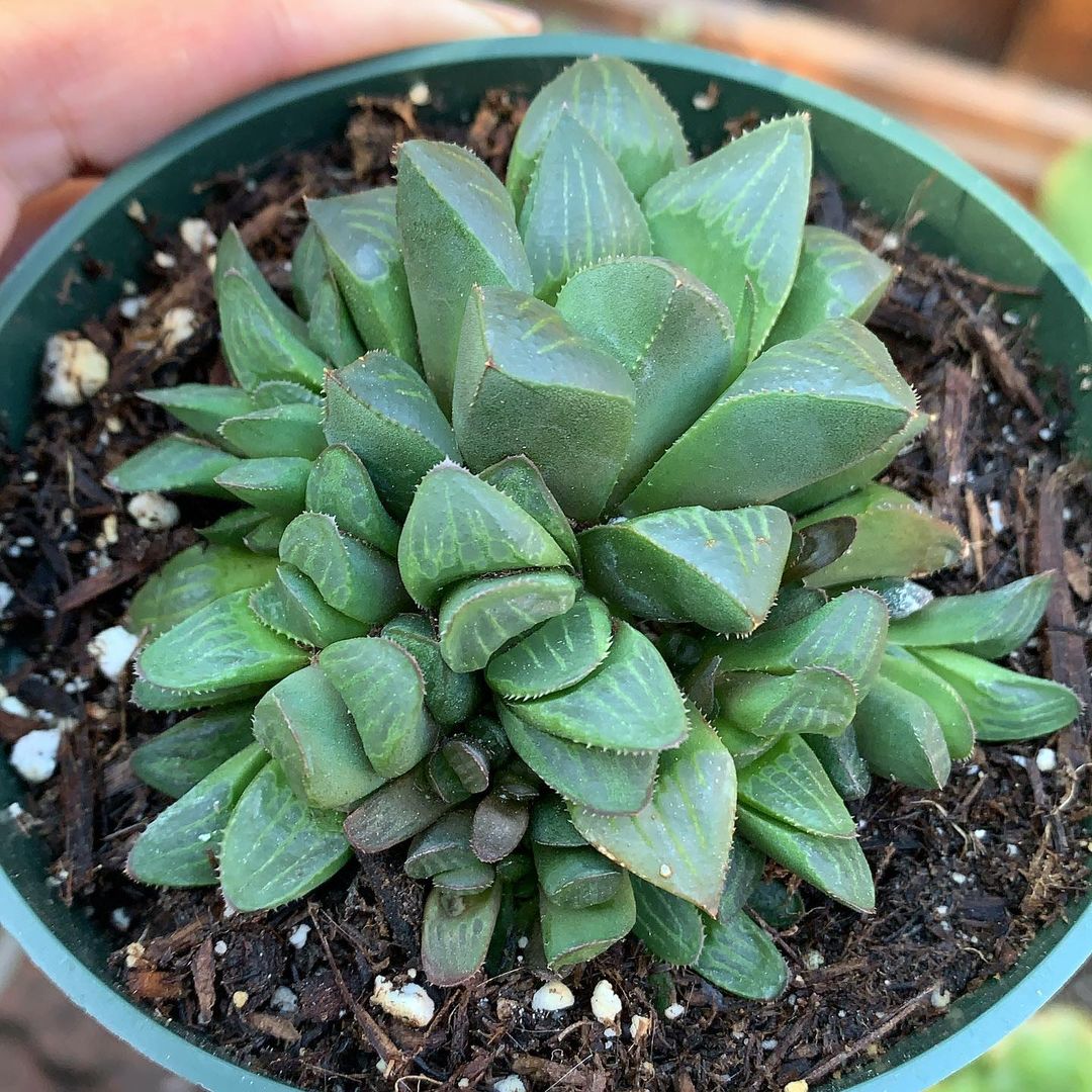 Haworthia