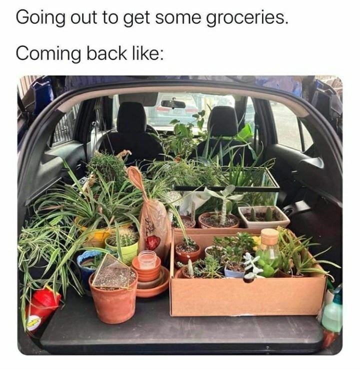 The Best Plant Memes On the Internet