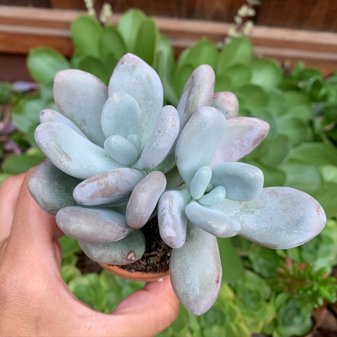 Pachyphytum Oviferum (Moonstone) - Plant Succulents