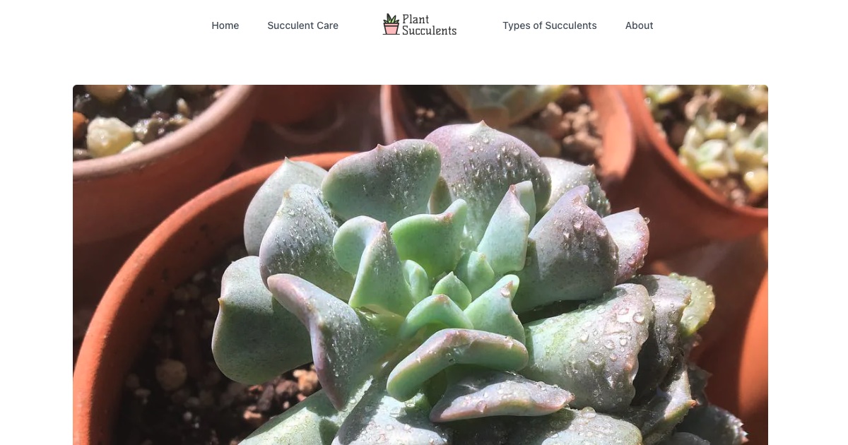 Fun with Succulents